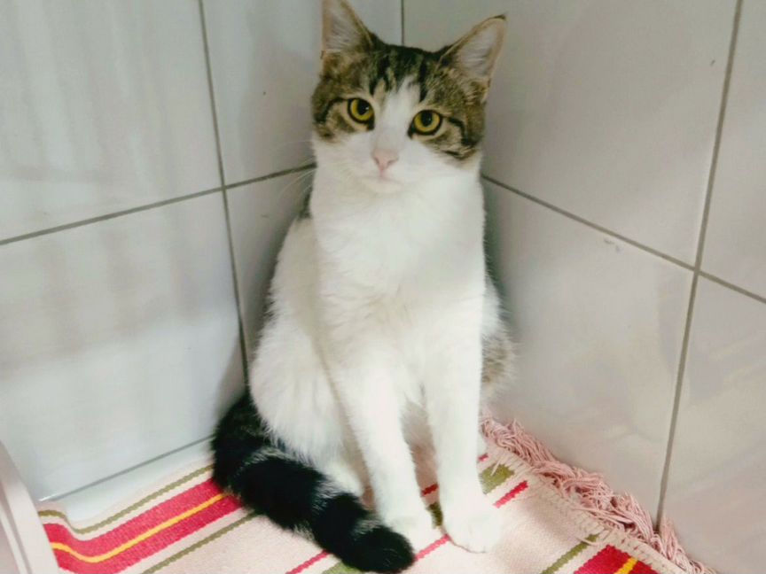 Кот Шафран в добрые руки