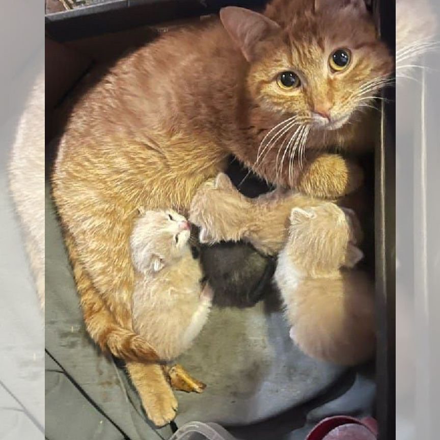 Котята в добрые руки 1 месяц 3 девочки