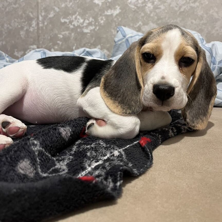 Щенок бигль