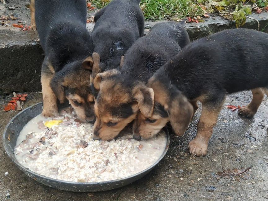 Щенки Русской гончей