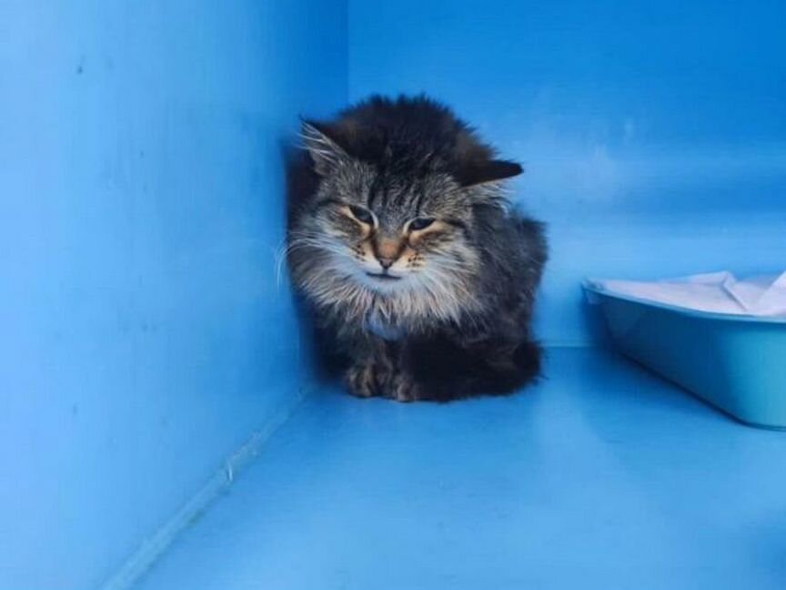 Кошечка подросток ищет дом