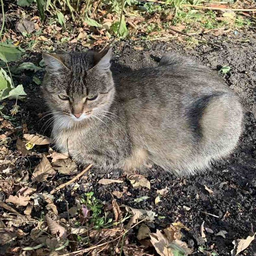 Красивая молодая кошечка