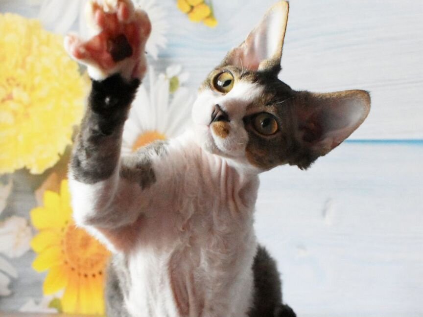 Котята девон-рекс