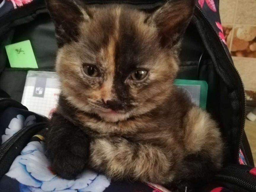 Бесподобная кошечка