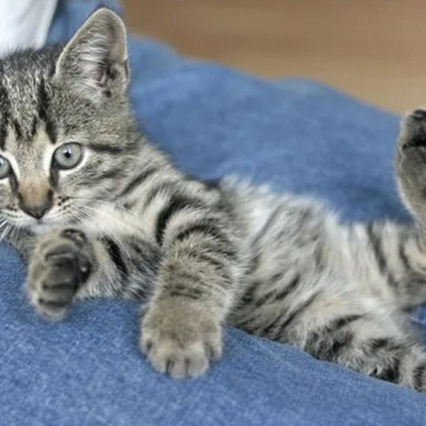 Красавица котенок девочка