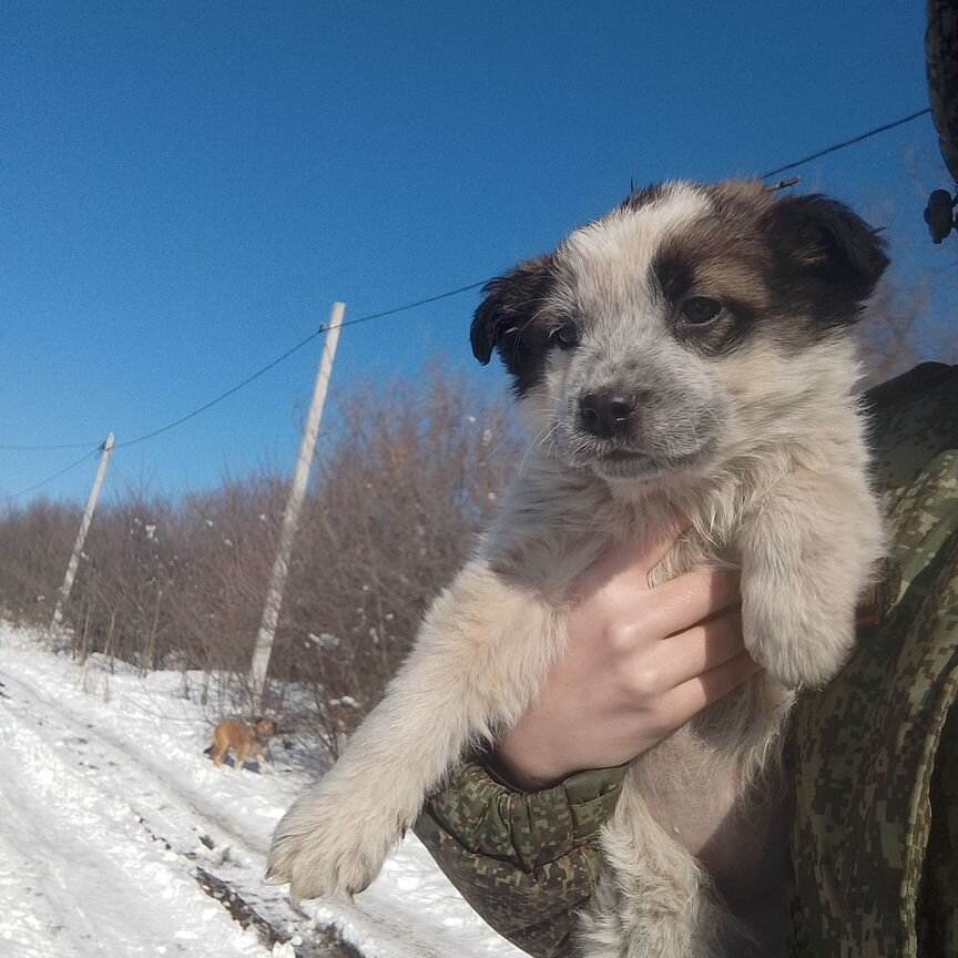 Собачка в добрые руки бесплатно