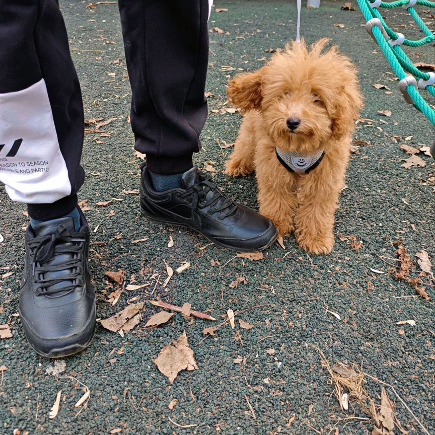 Мальтипу- пойдем гулять