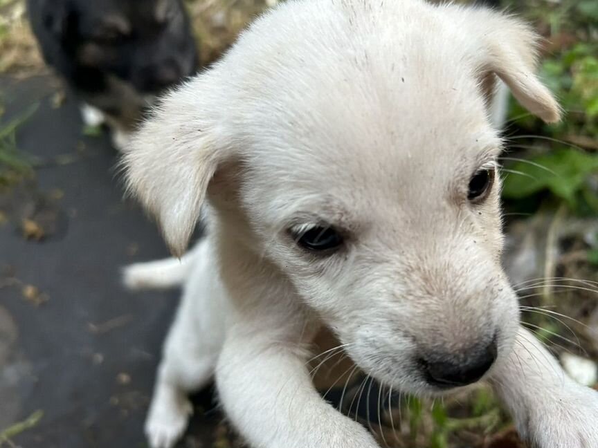 Отдадим щенков(мальчики) в хорошие руки