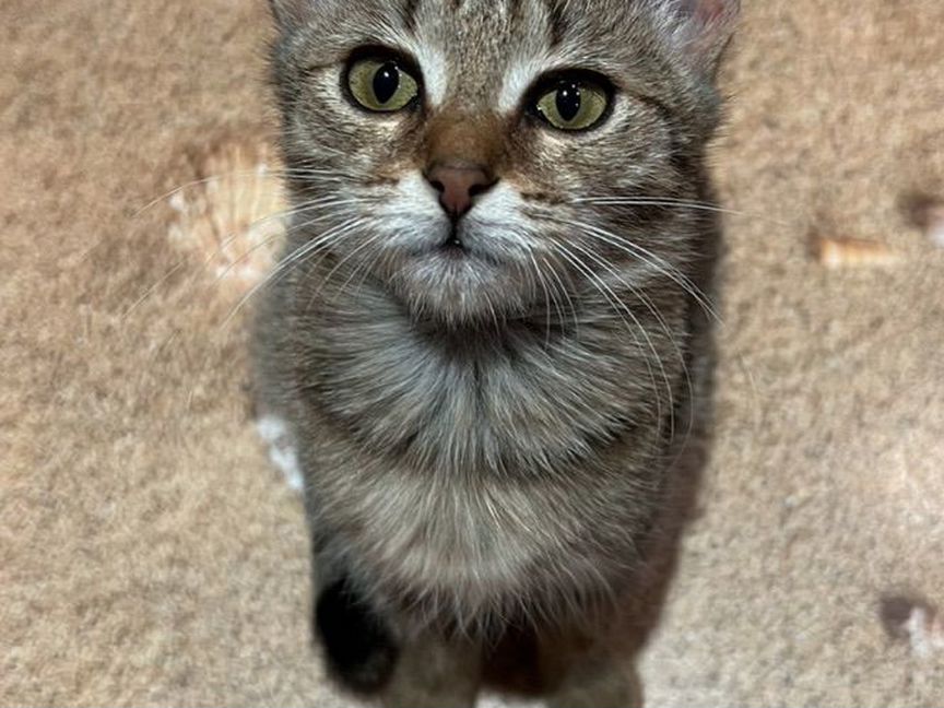 Девчушка 3 мес