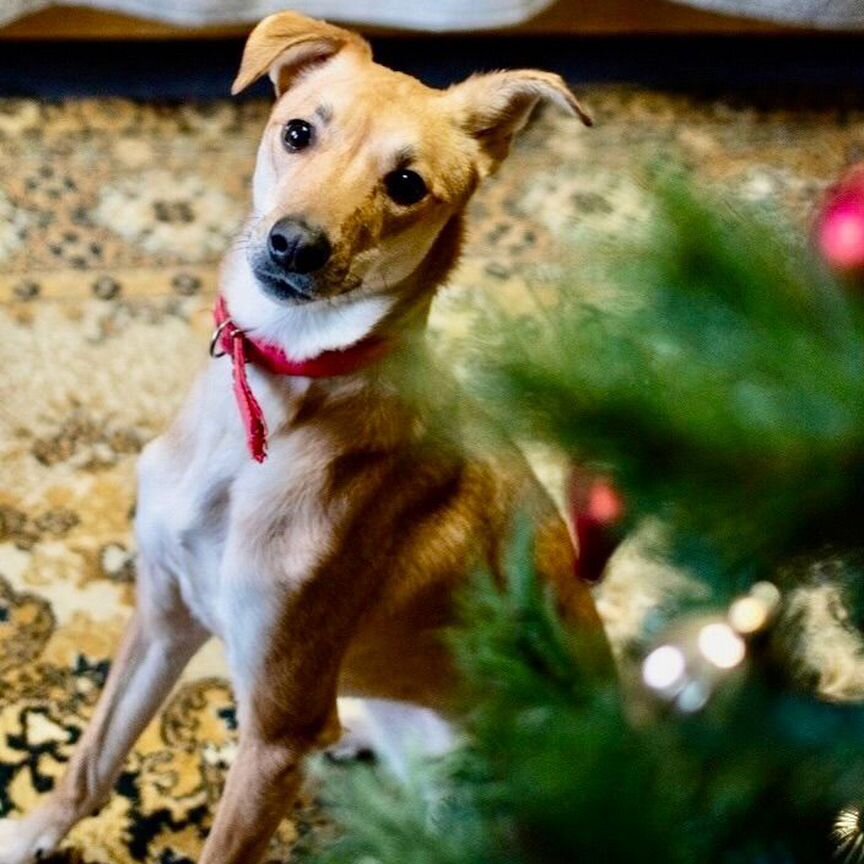 Небольшая (12 кг) тоненькая собачка Ролли