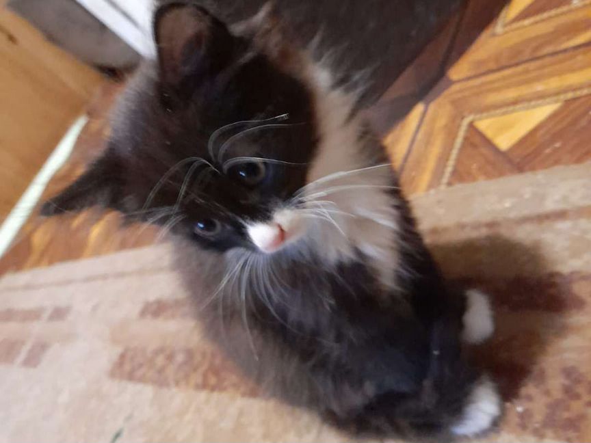 Котята сибирской кошки