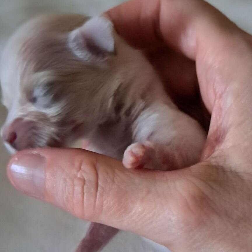 Той-терьер. Девочка