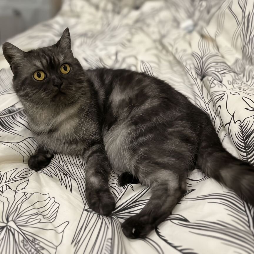 Котятки от Британки 1,5 мес