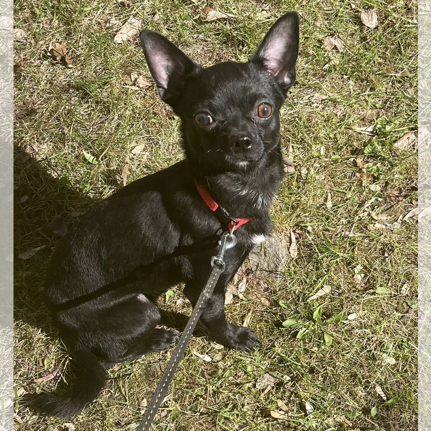 Чихуахуа, щенок