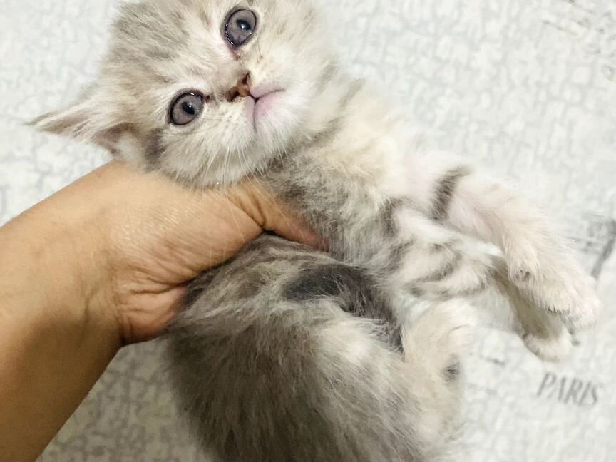 Британский котенок серого окраса