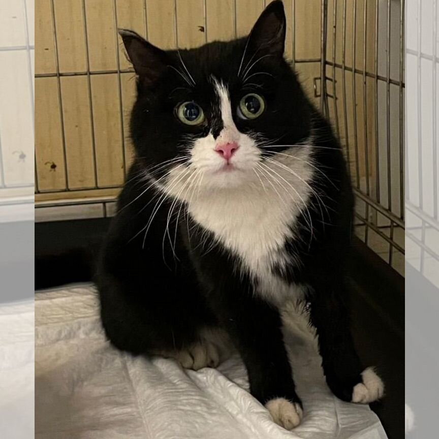 Взрослая, кошка в добрые руки