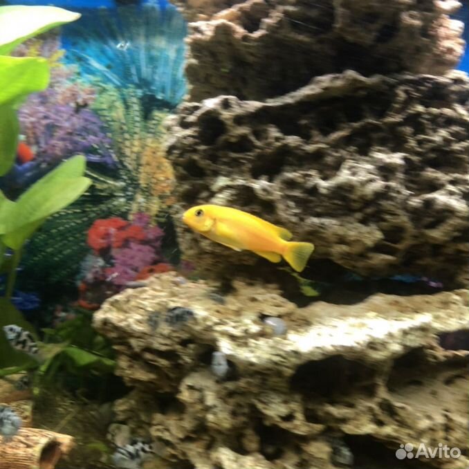 Цихлида, лабидохромис желтый