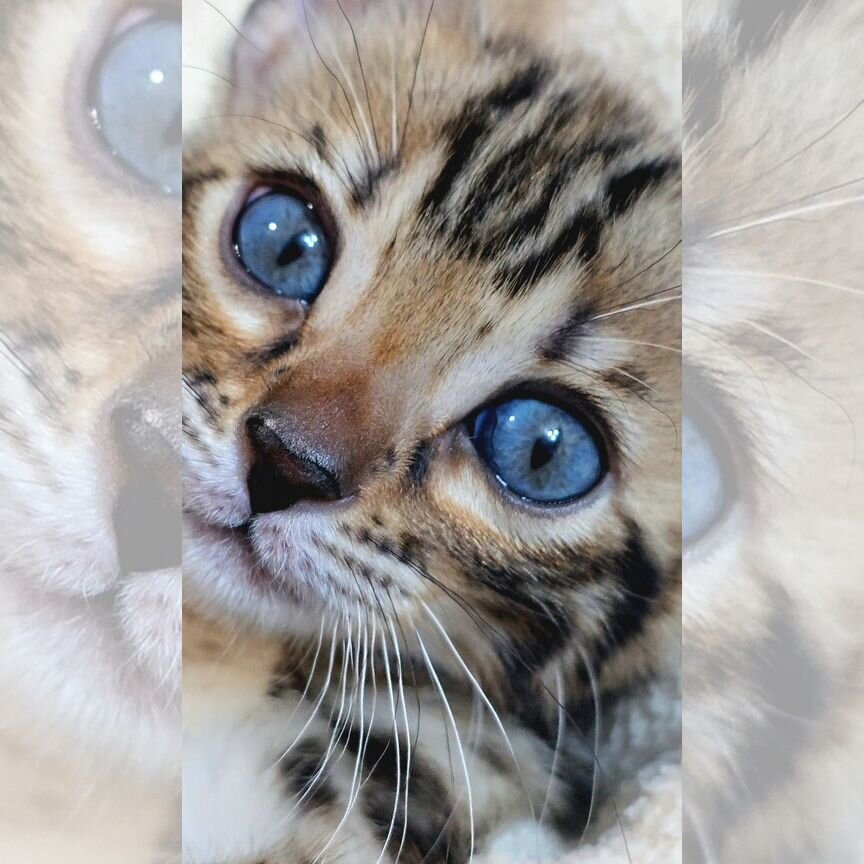 Бенгальские котята