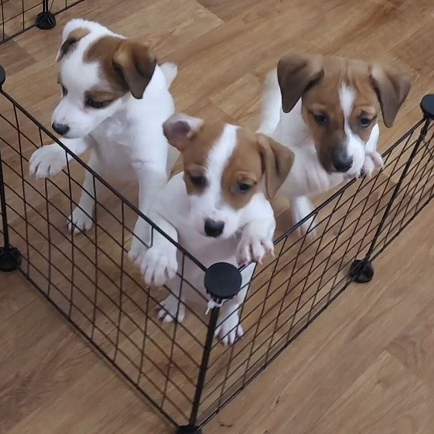 Джек рассел