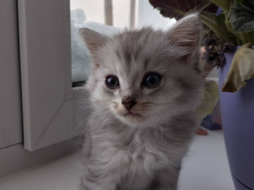 Котёнок, метис сибирской кошки в добрые руки