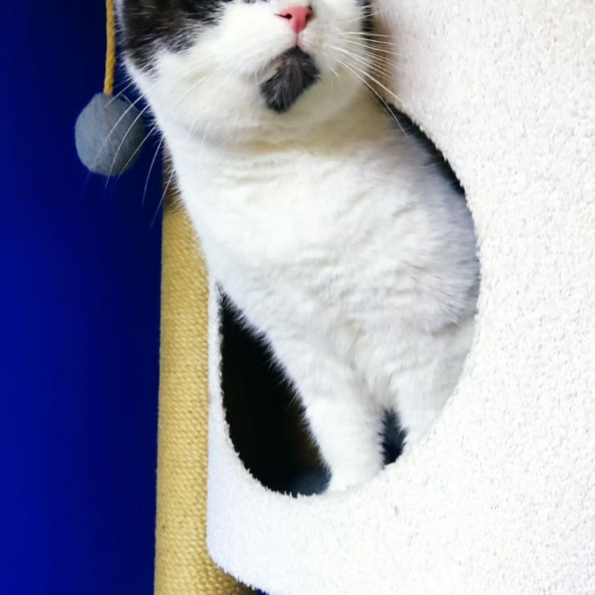 Кошка, на которую невозможно смотреть без улыбки