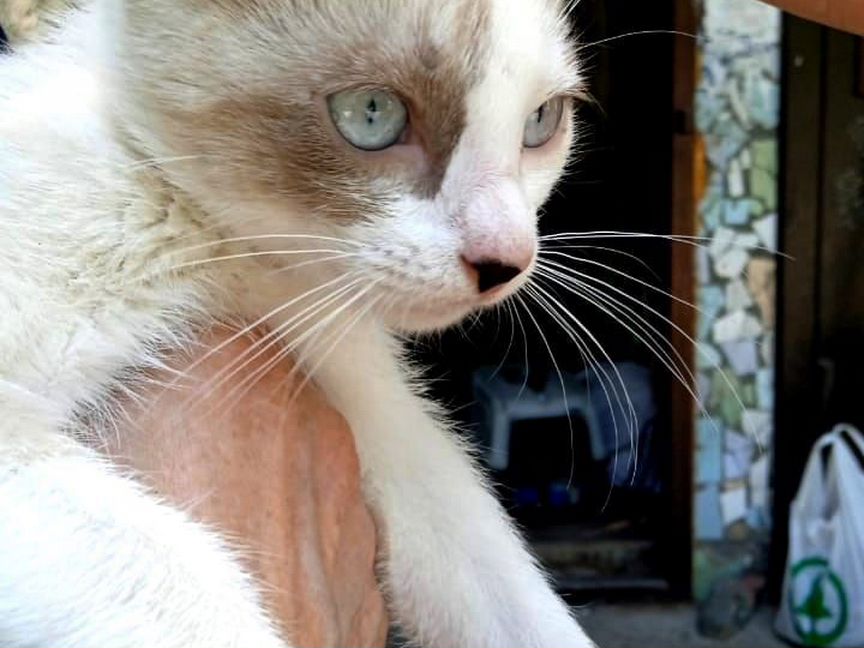 Котёнок сидит в темной подсобке, нужен дом