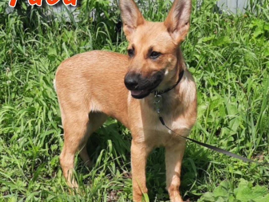 Собака в добрые руки щенок