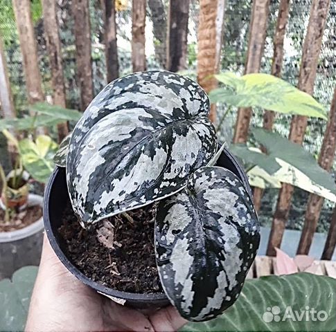 Сциндапсус Black excotixa Блек экзотика купить в Рязани | Товары для ...