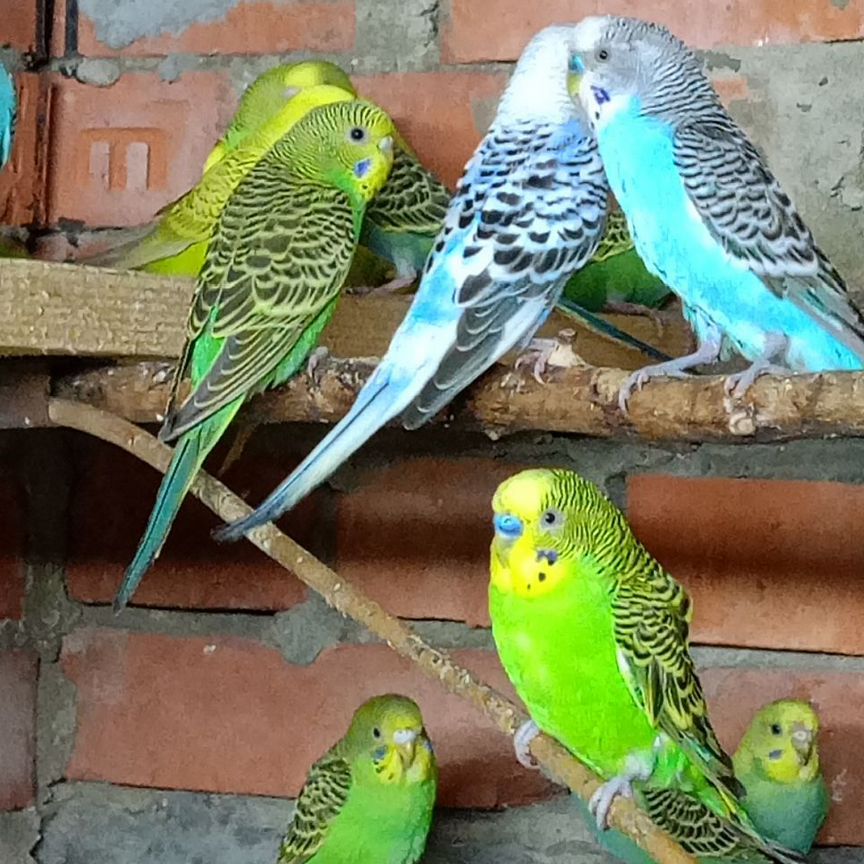 Волнистый попугай