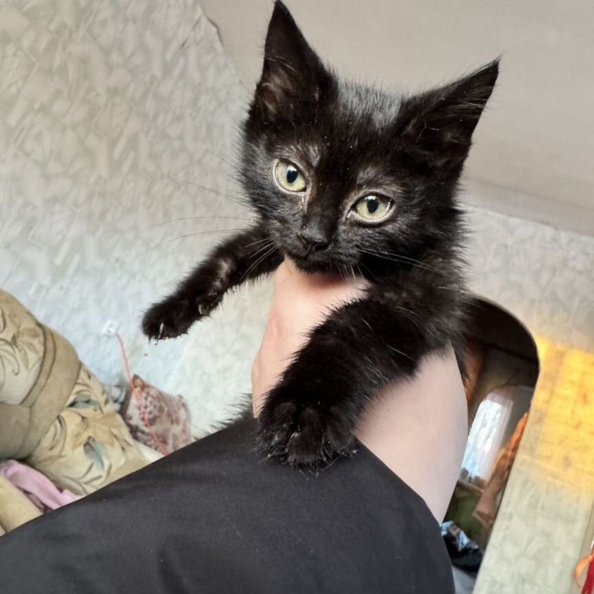 Отдам котенка в добрые руки