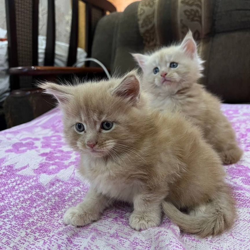 Котята мейкун