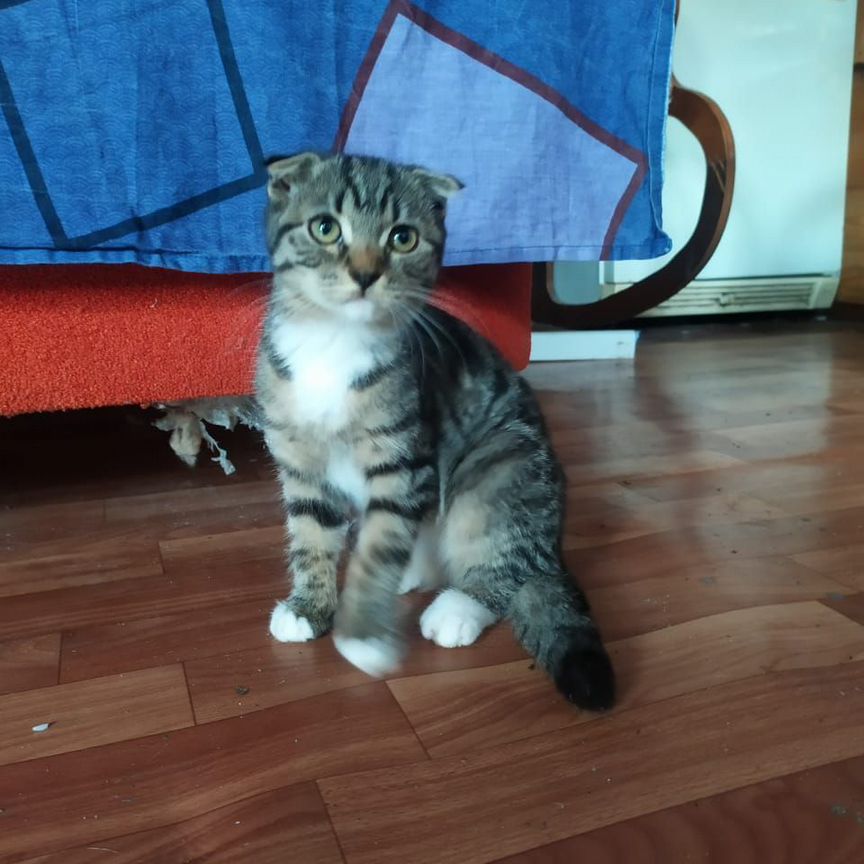 Вислоухая кошка бесплатно