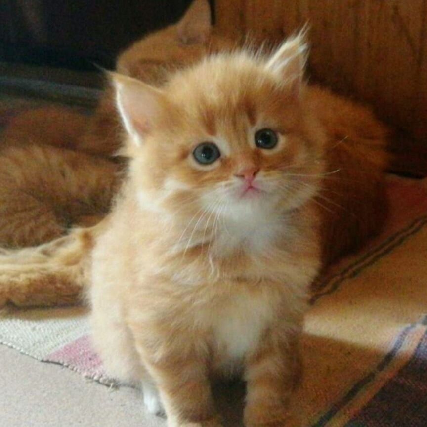 Котята шотландские
