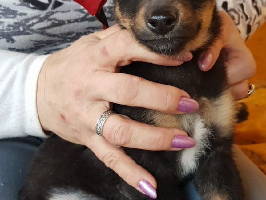 Щенок девочка в добрые руки