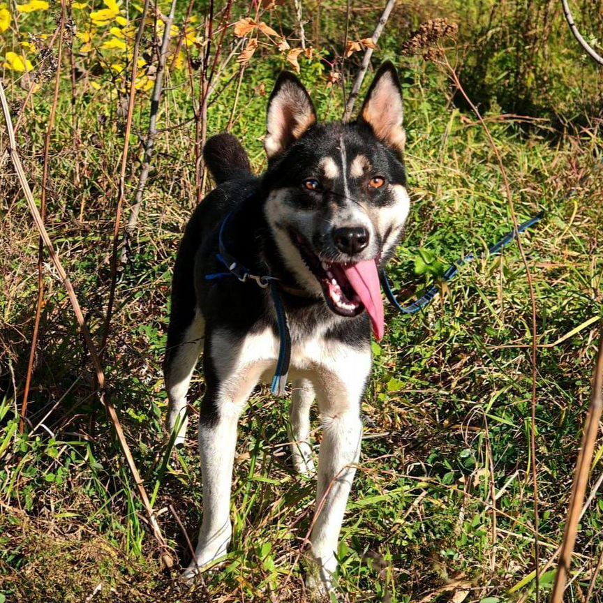 Молодой пес Амур