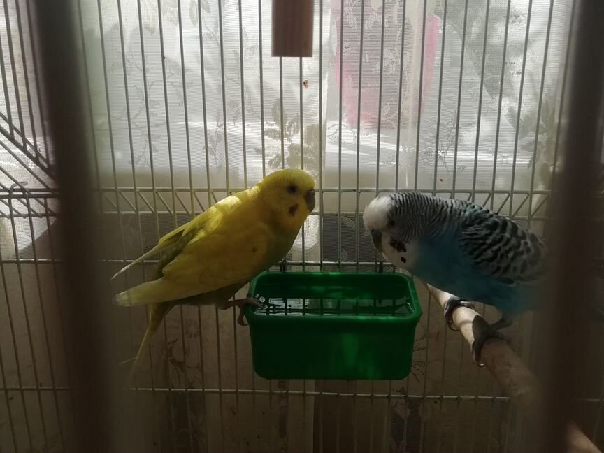 Подарю волнистых попугайчиков