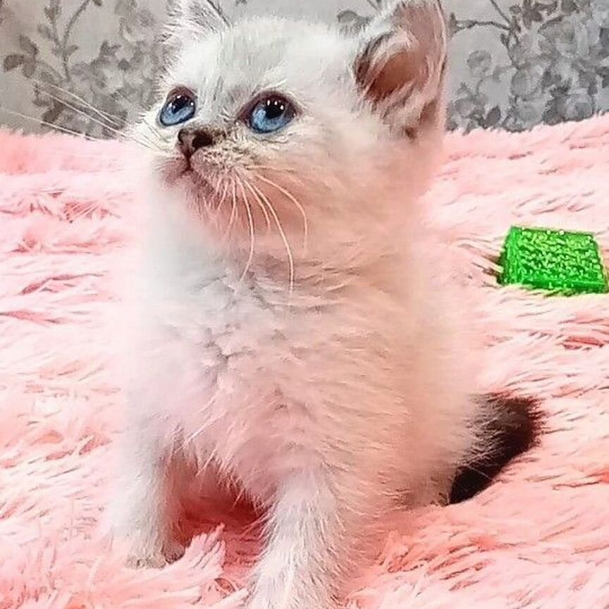 Шотландские котята шиншиллы колор-пойнт