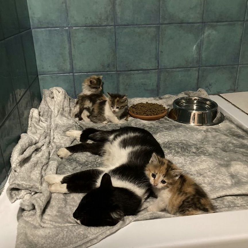 Котятки 1,5 мес