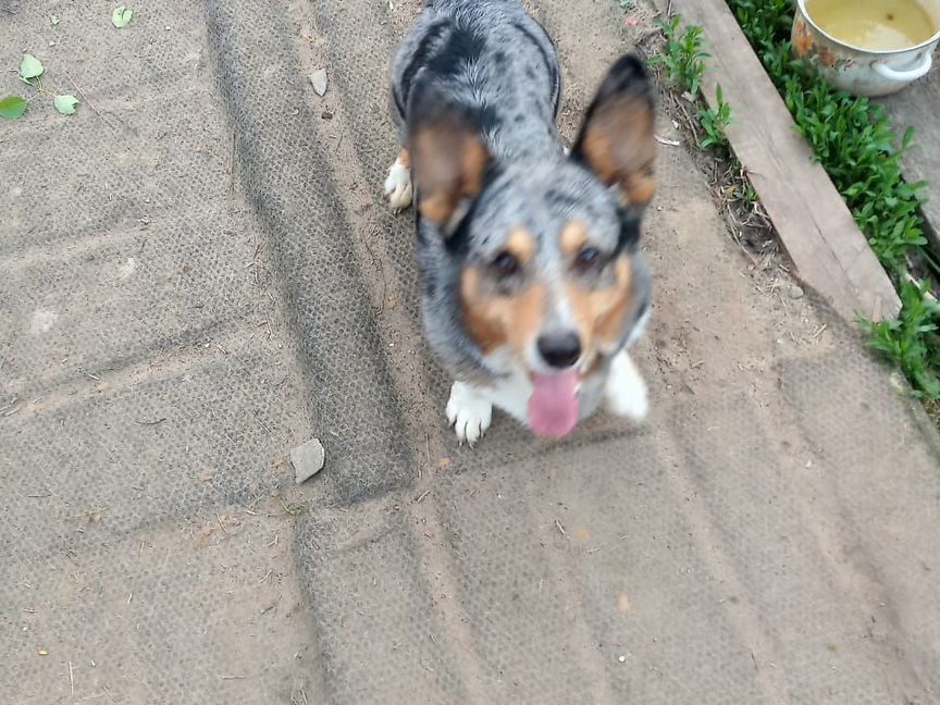 Красивый мальчик Корги