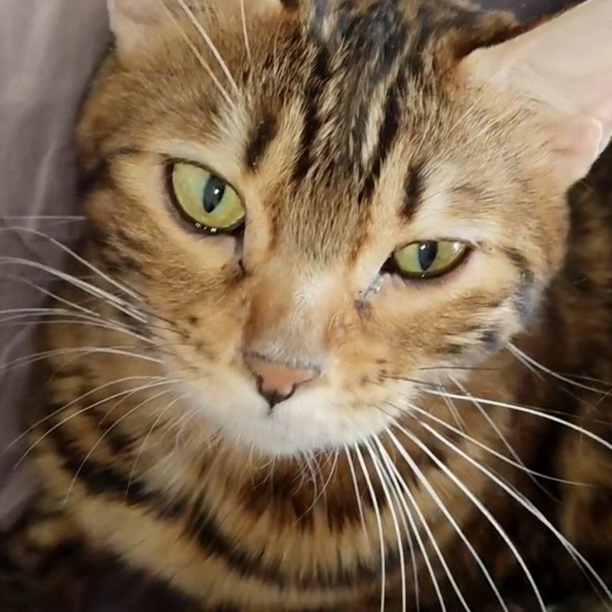 Бенгальская, взрослая кошка