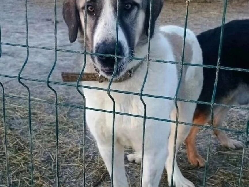 Собака фортуна в семью бесплатно