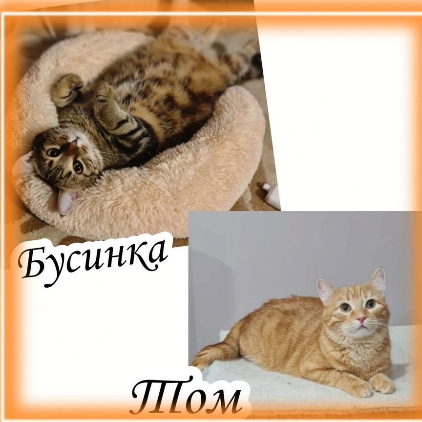 Хвостики ищут дом