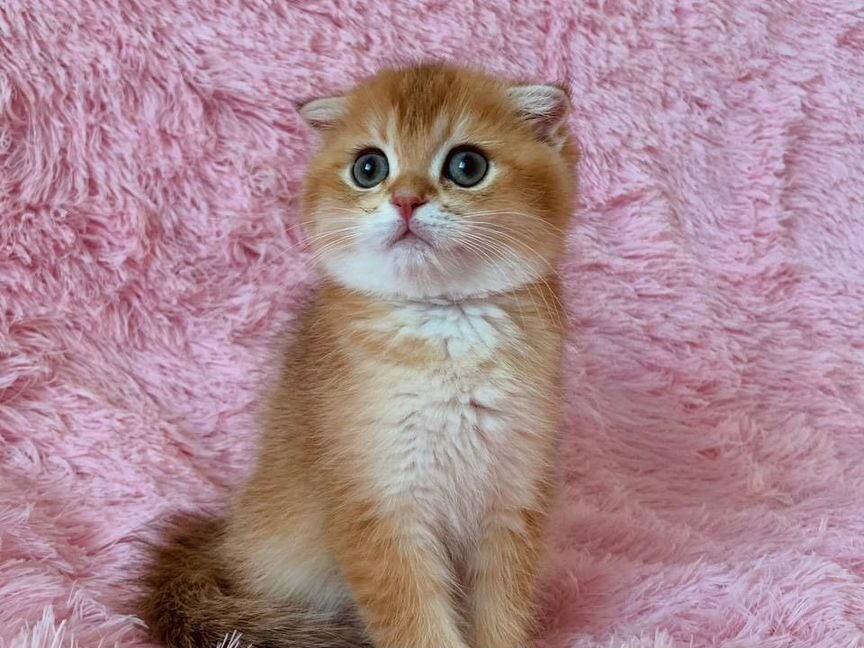 Вислоухий мальчик ny 12