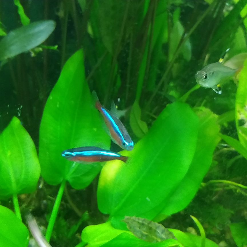 Неоны красные,родостомус