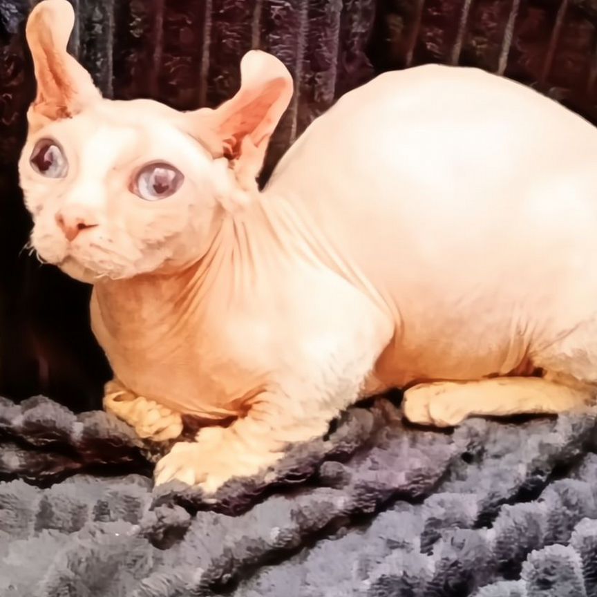 Двельф котёнок