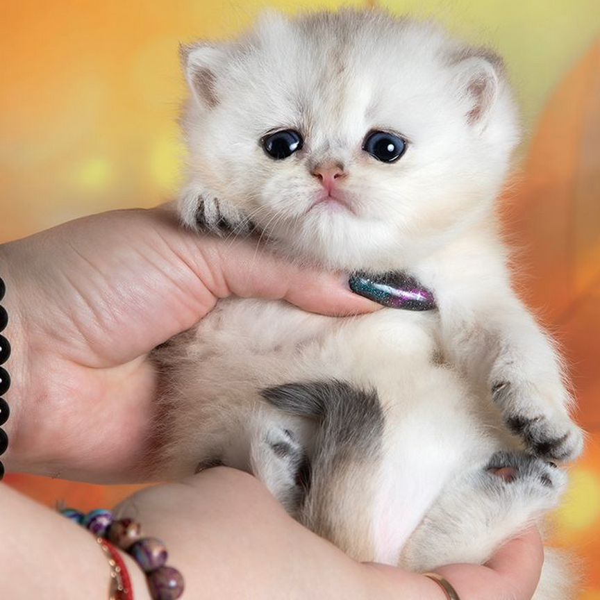 Котята серебристые британские шиншиллы