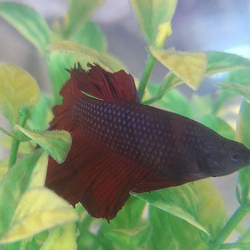 Рыба петушок
