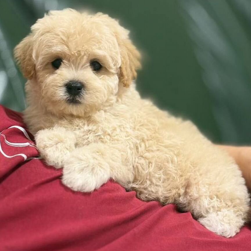 Мальтипу, щенок