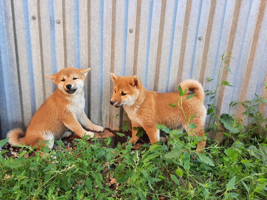 Рыжии щенки Сиба Шиба ину