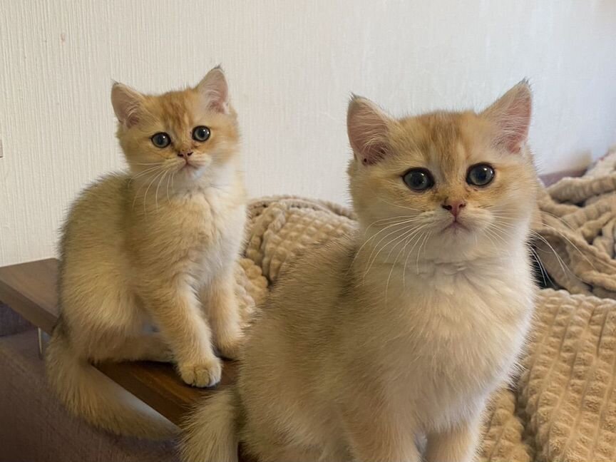 Британская золотая шиншилла в разведение